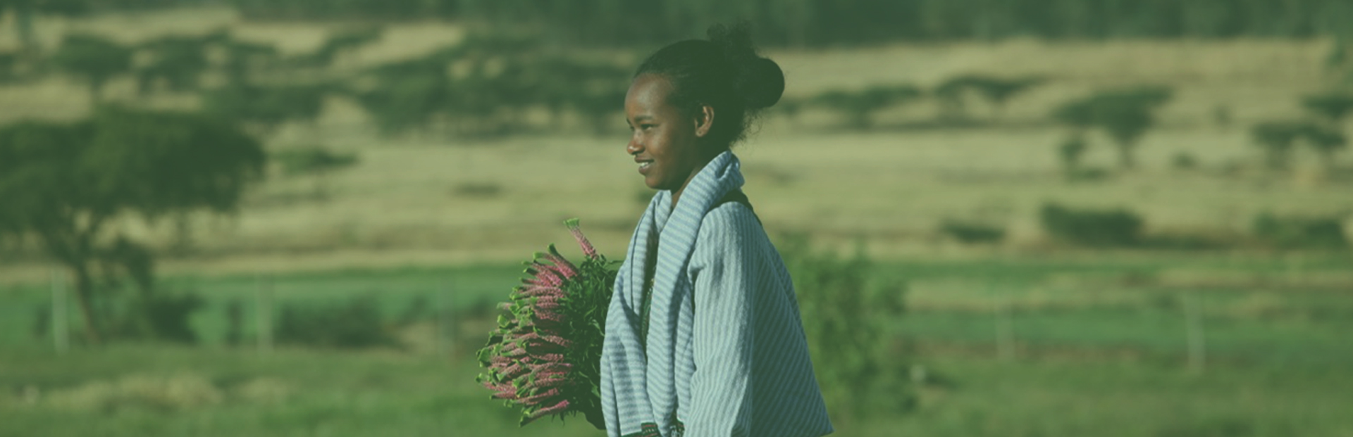 Abyssinia Flowers – Exclusive Producers of Hypericum Coco and Veronica ...